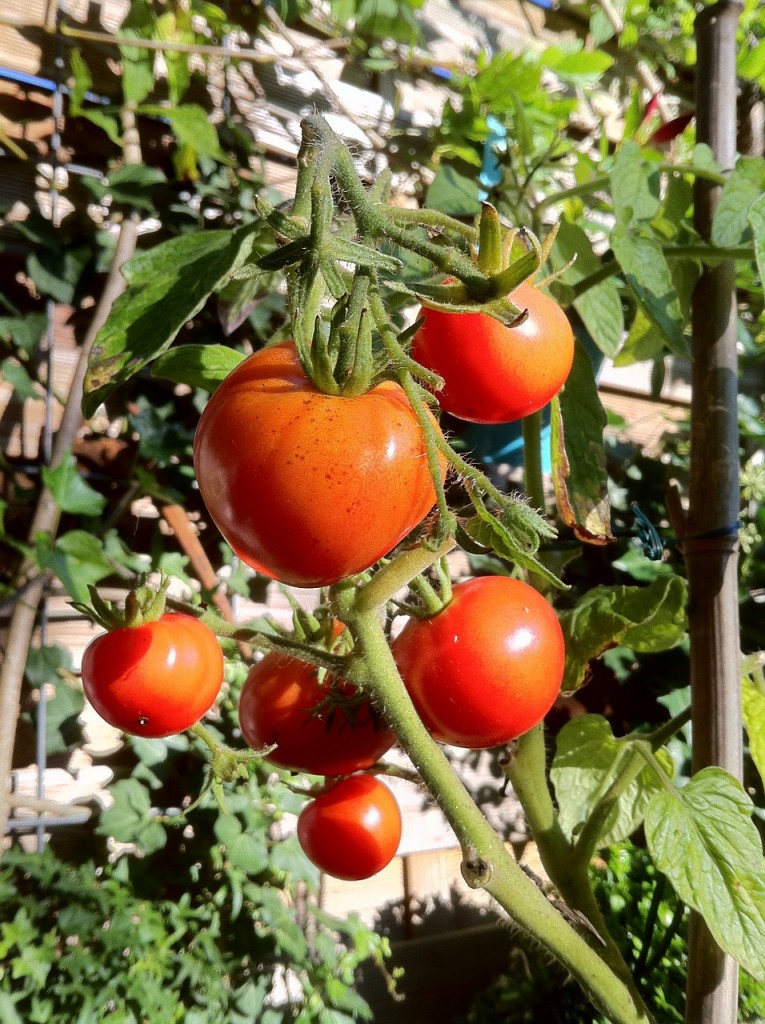 COME COLTIVARE I POMODORI