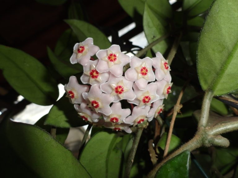 FIORE DI CERA - COLTIVAZIONE, ESPOSIZIONE E POTATURA